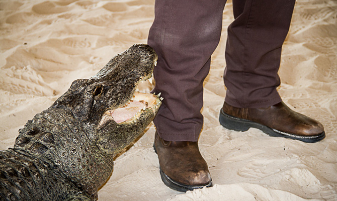 Florida Airboat Rides at Gator Park - Everglades Airboat Tours ...